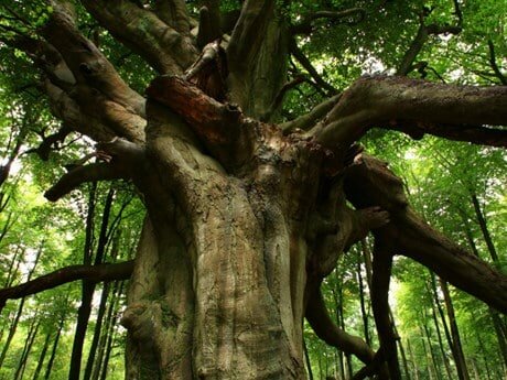 Read What Is Exactly A Tree Inventory | Treescience